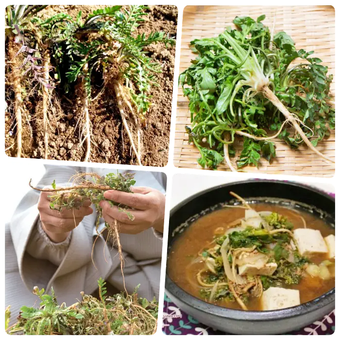 산나물 반찬, 봄나물 무침, 야생 식물 식재료